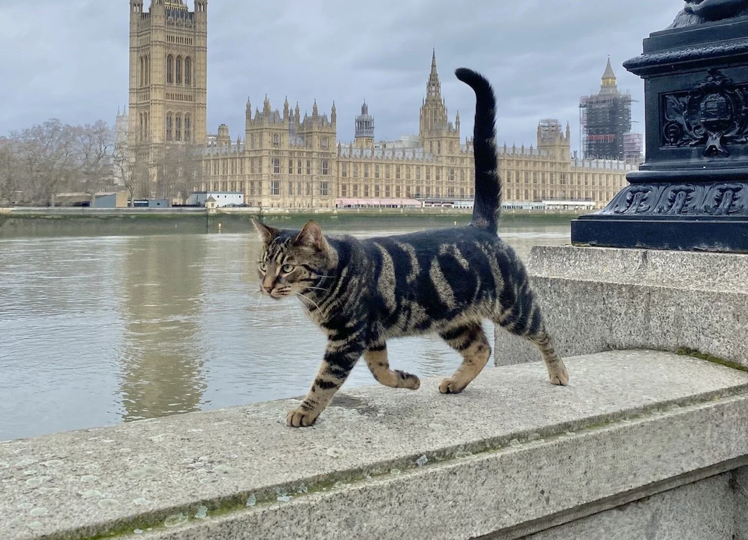 Animal Direction | Cat Models