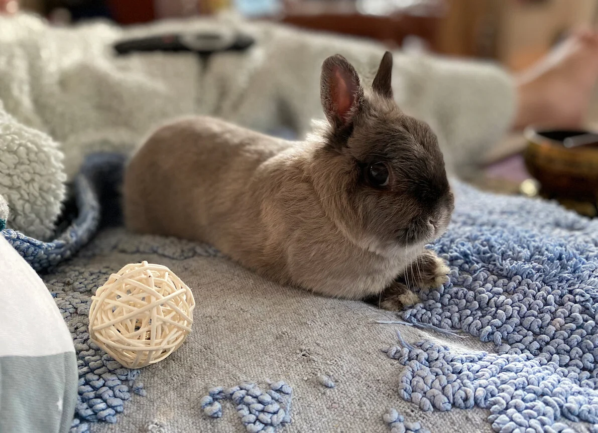 Animal Direction | Rabbi Models