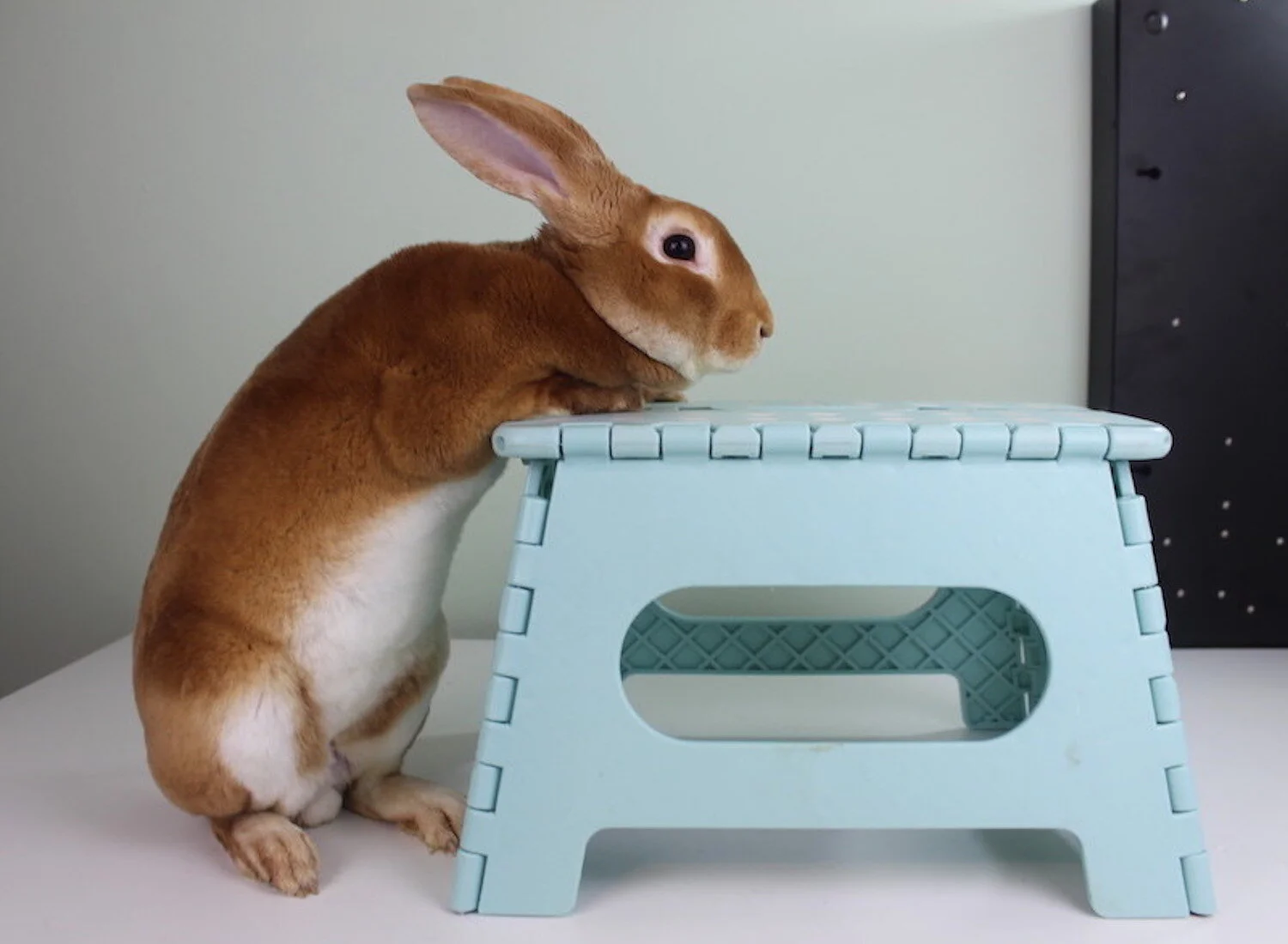 Animal Direction | Rabbi Models