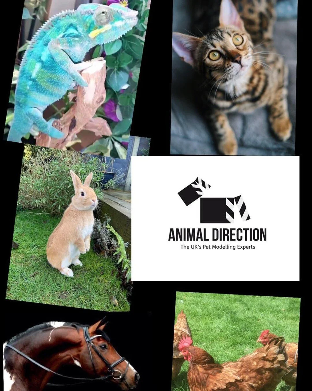 About — Animal Direction