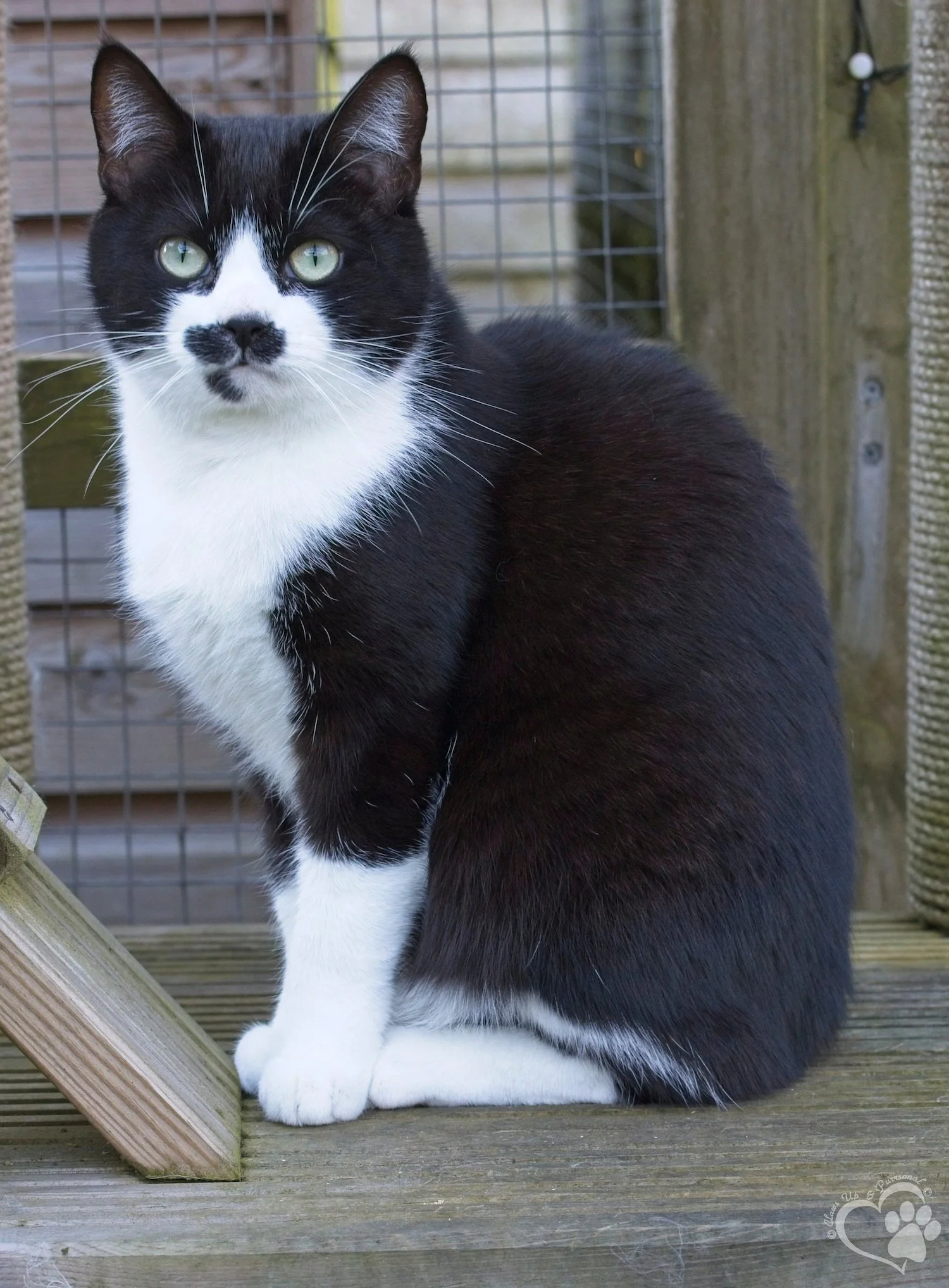 Animal Direction | Non-Pedigree Cats