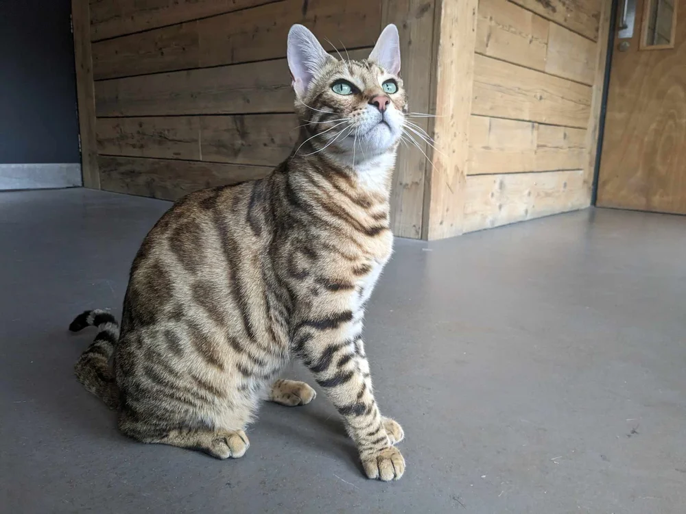 Animal Direction | Leading Pet Model agency