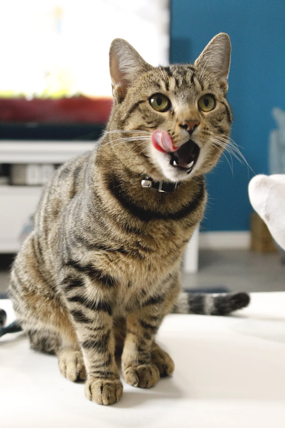 Animal Direction | Non-Pedigree Cats