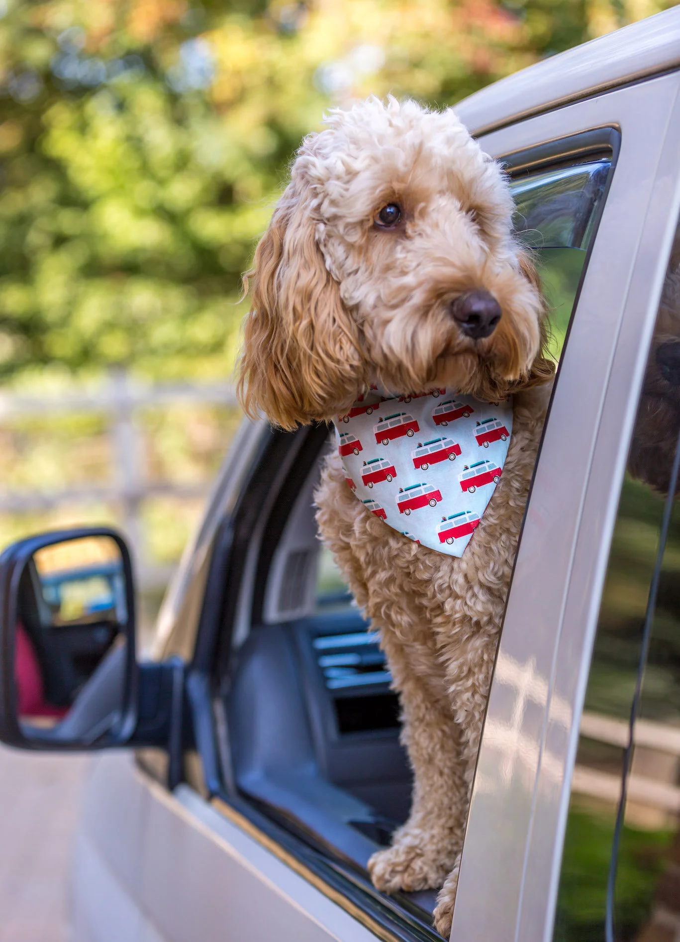 Animal Direction | Medium Dog Breeds