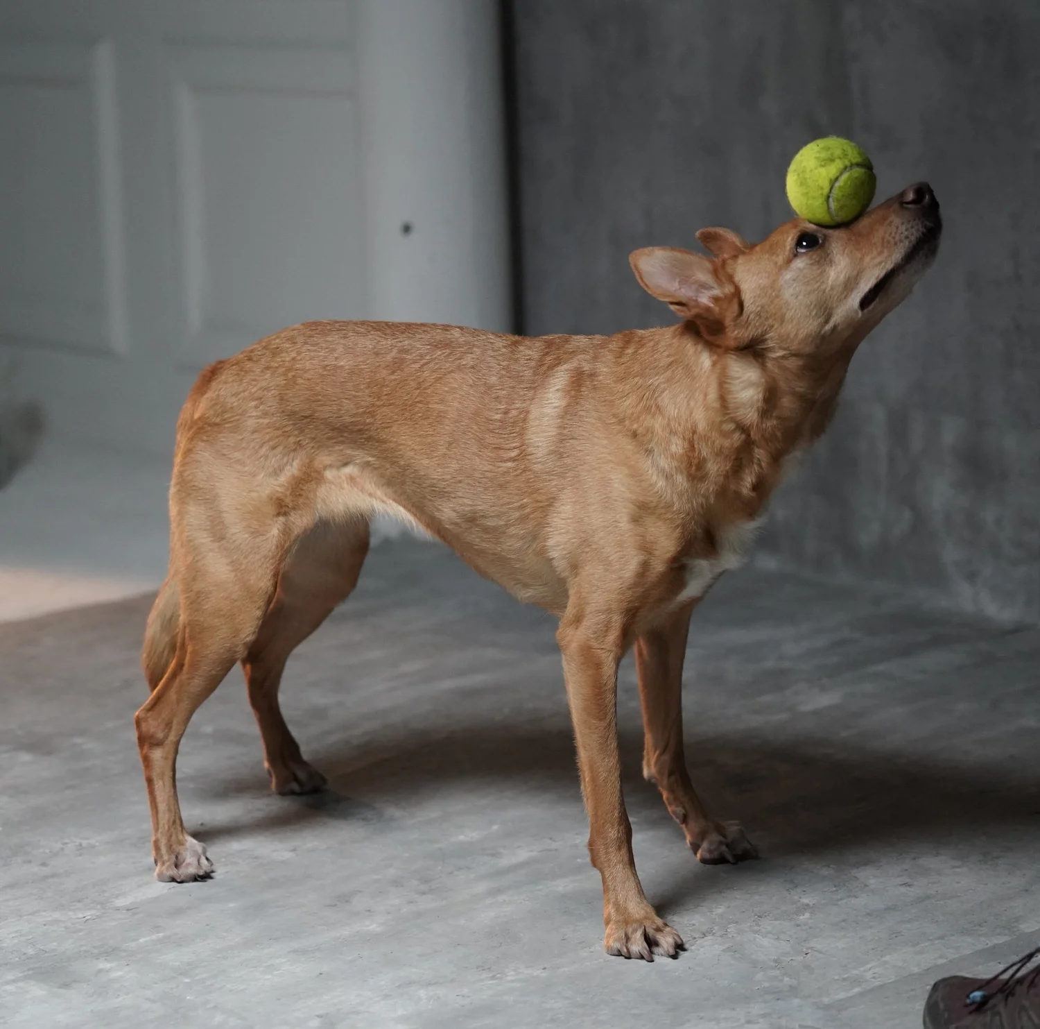 Animal Direction | Leading Pet Model agency