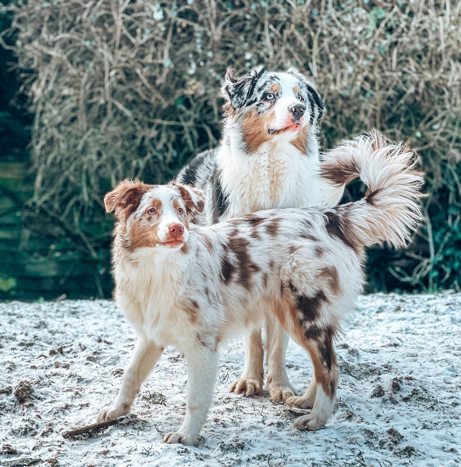 Animal Direction | Medium Dog Breeds