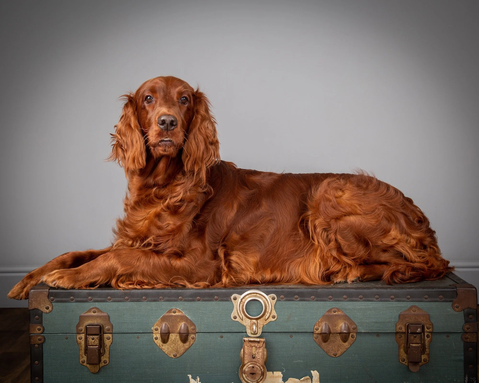 Animal Direction | Dog Models