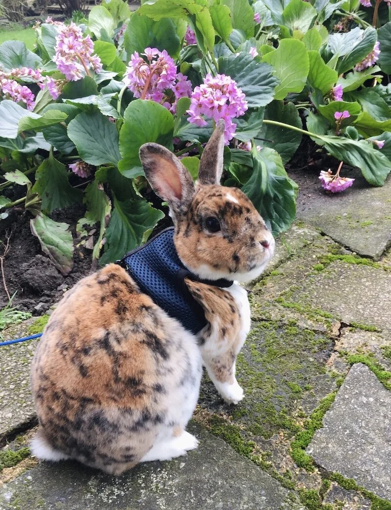 Animal Direction | Rabbit Models