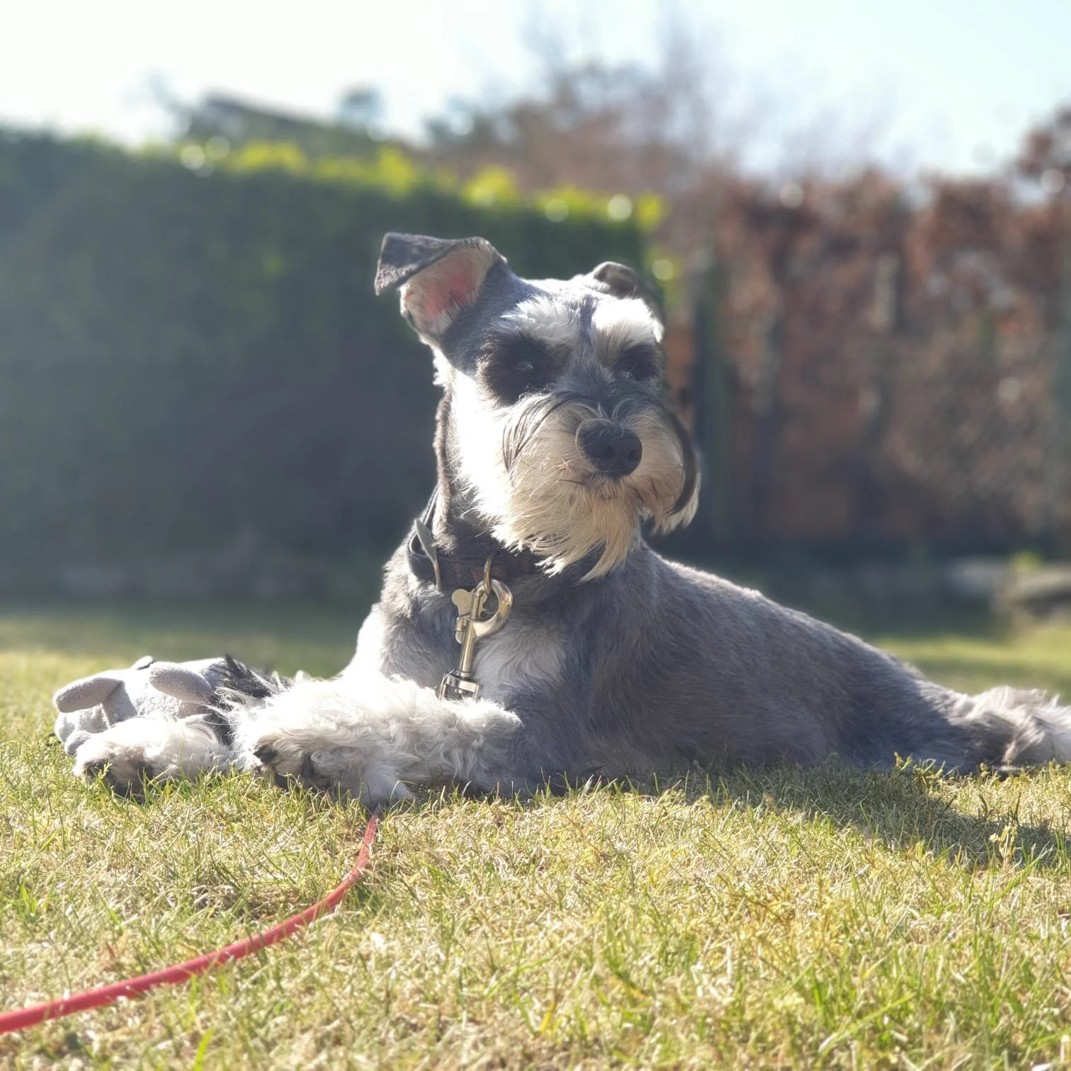 Animal Direction | Medium Dog Breeds