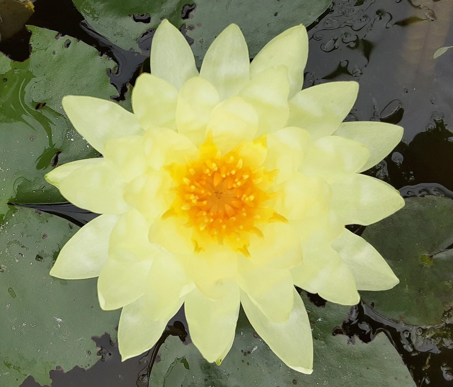 Farm to Market Water Lilies — Buy Hardy Water Lilies Online | Cold ...