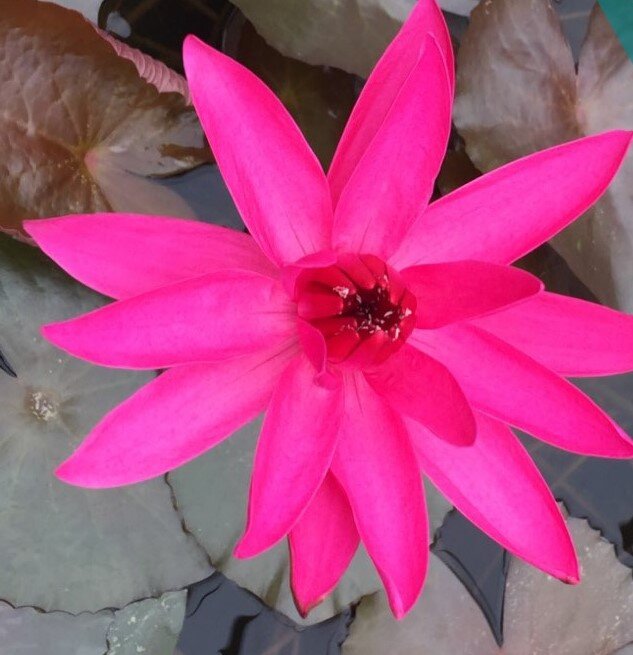 Red Flare - Night Bloomer — Farm to Market Water Lilies