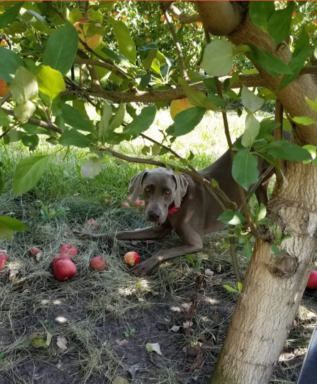 About 1 — ApplewoodOrchard.com