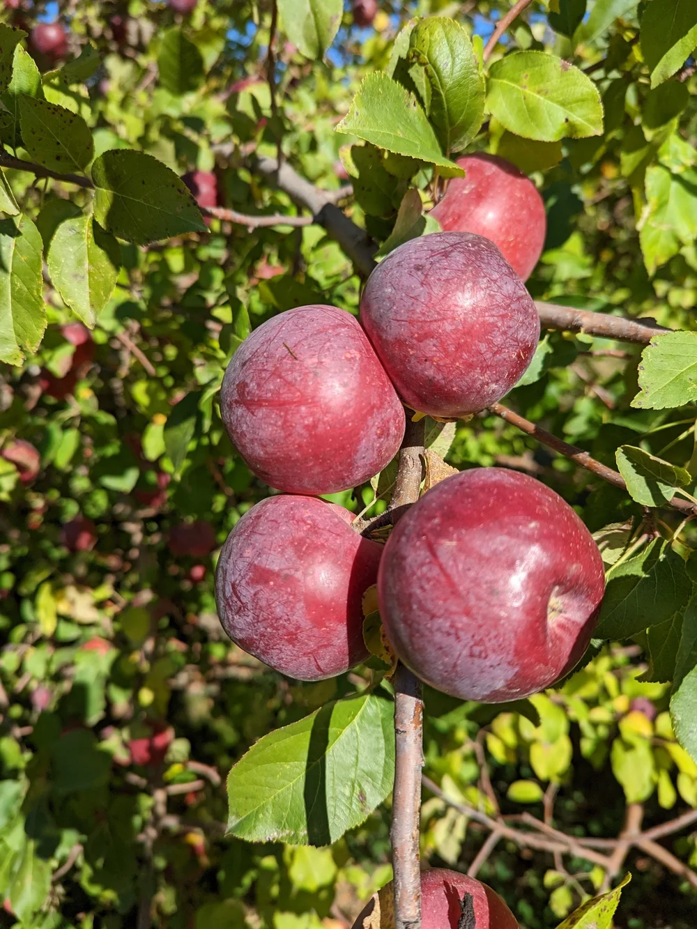 Photos — ApplewoodOrchard.com