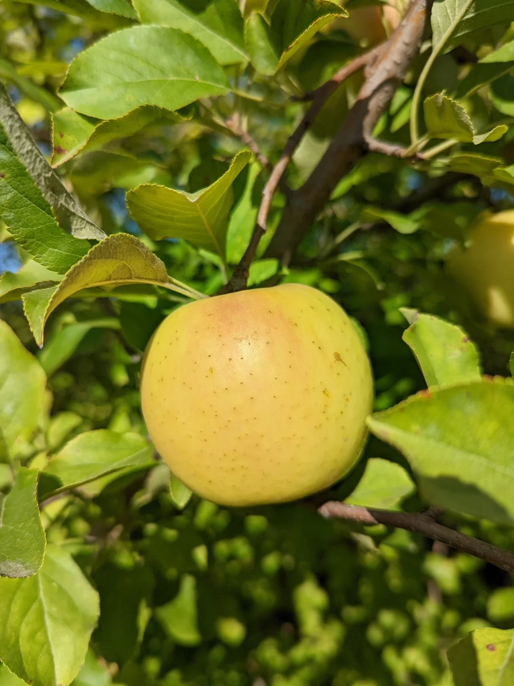 Photos — ApplewoodOrchard.com