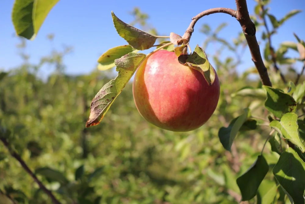 Photos — ApplewoodOrchard.com