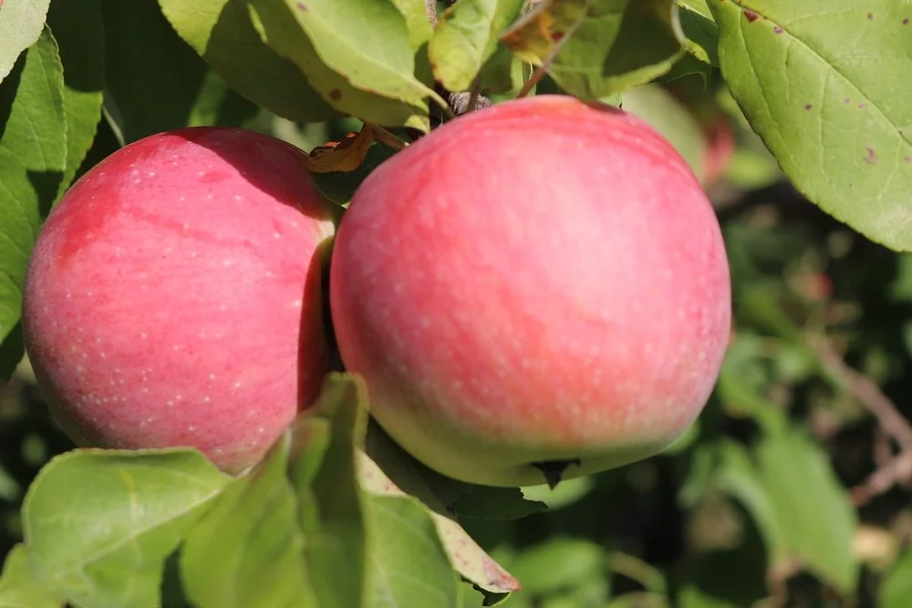 Photos — ApplewoodOrchard.com