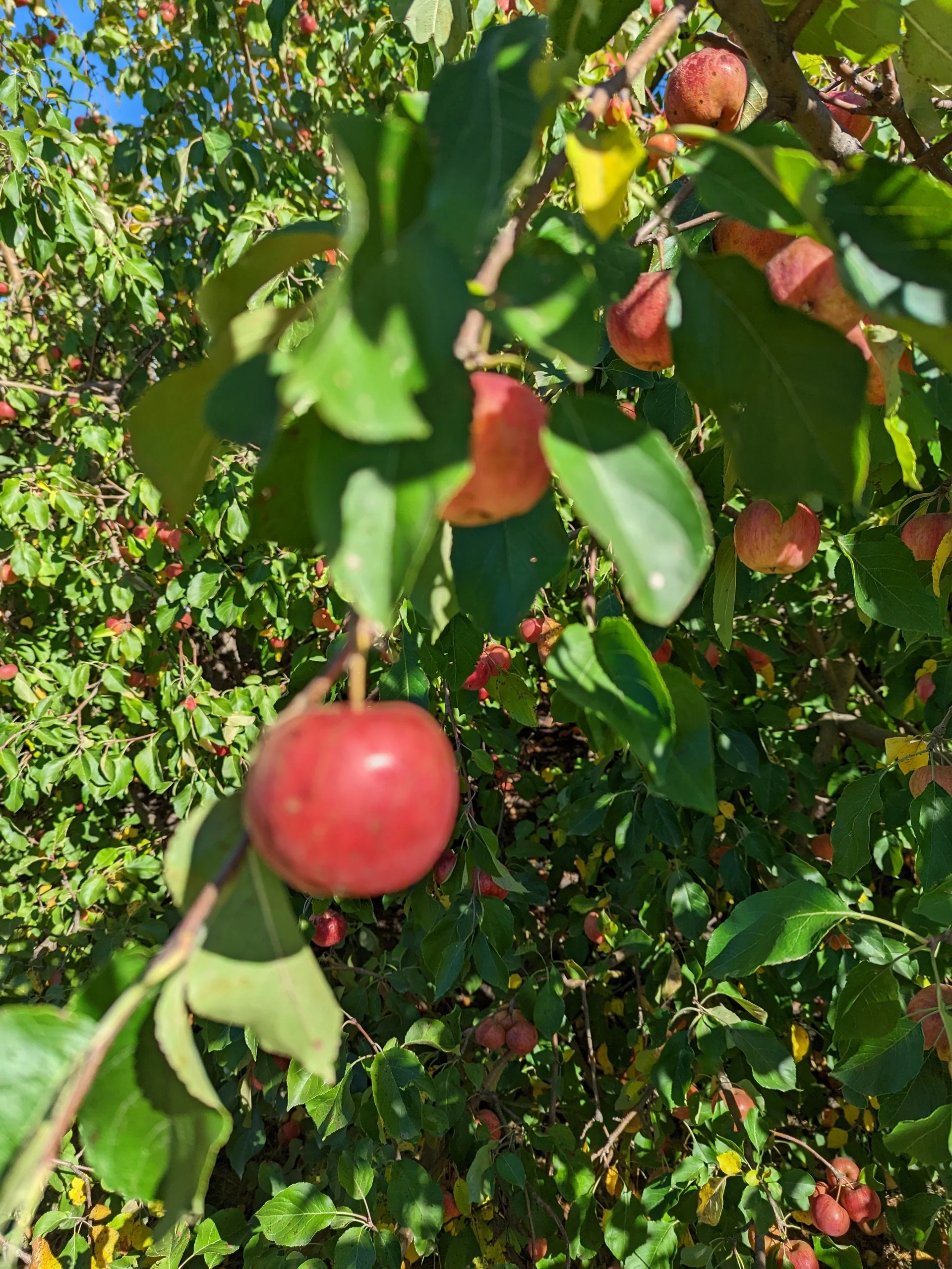 Photos — ApplewoodOrchard.com