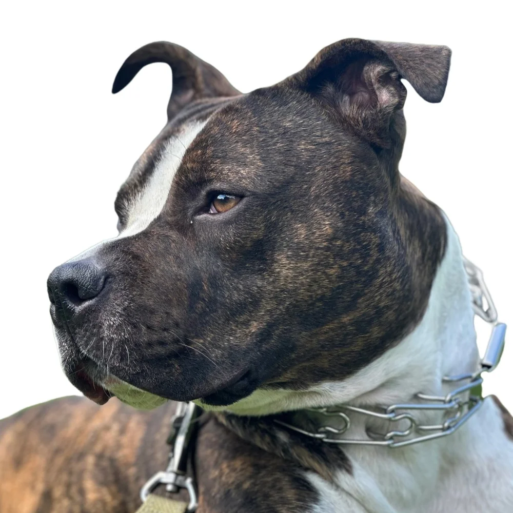 About — The Phillips Group