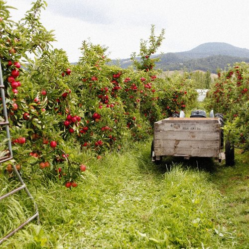 Willie Smith's Cider — Tasmanian Cider Trail