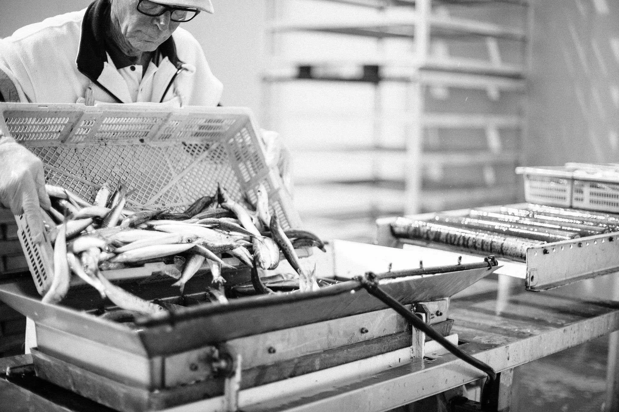 Wild Caught, Sustainable Seafood Australia | Port Lincoln Sardine