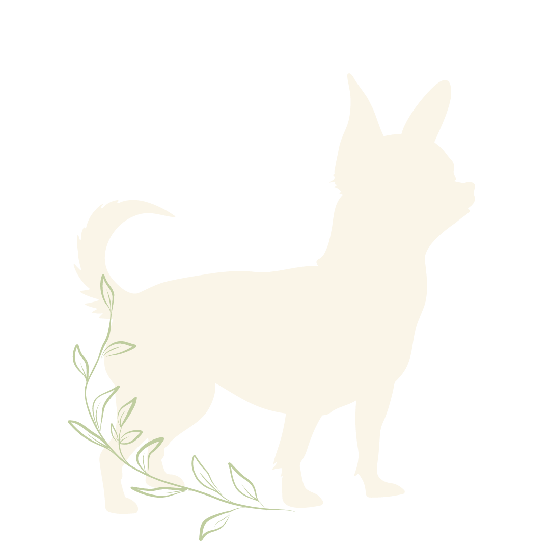 Animal Communication — Intuitive Animal Communicator, Joanna Schmidt