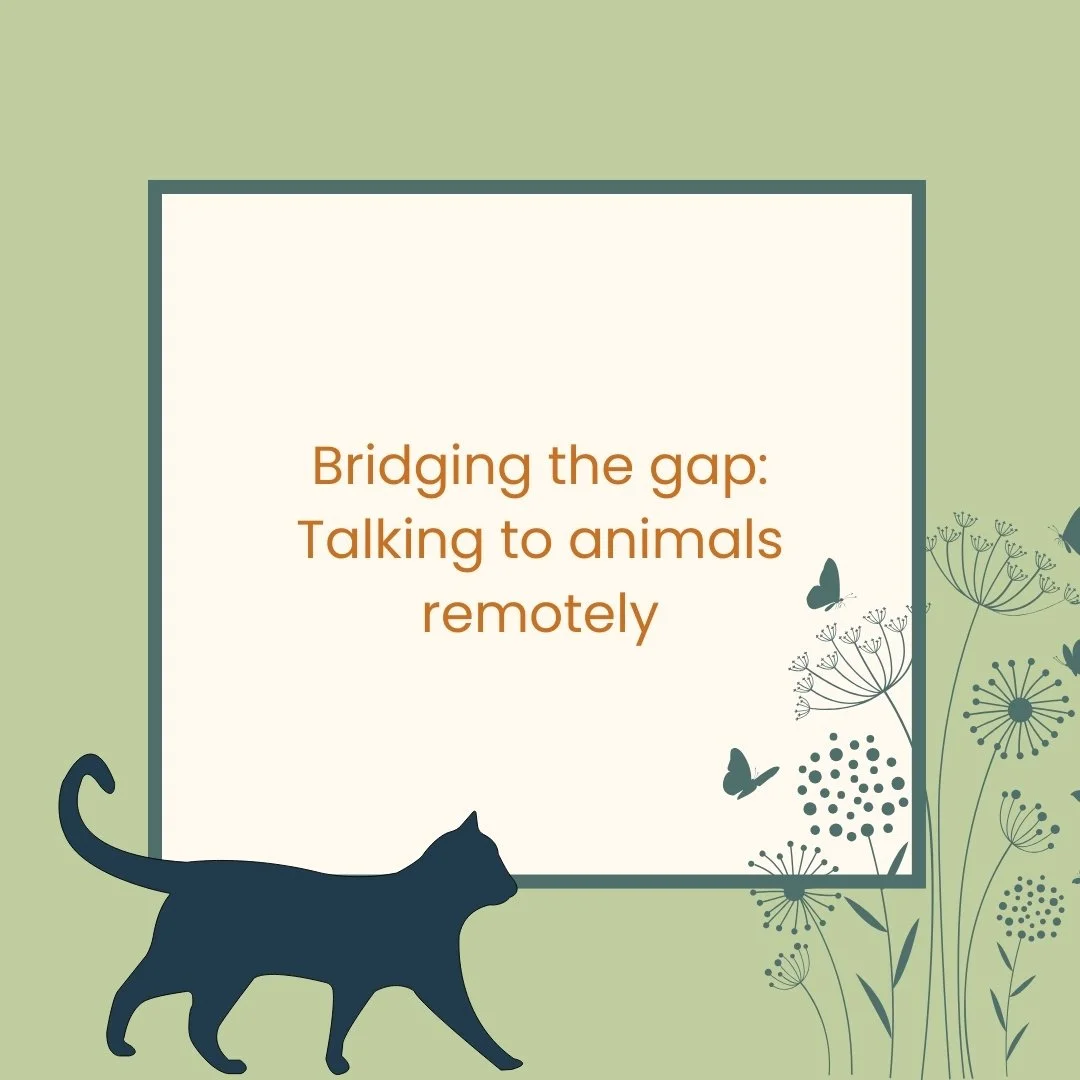 Bridging the gap: Talking to animals remotely — Animal Communication ...