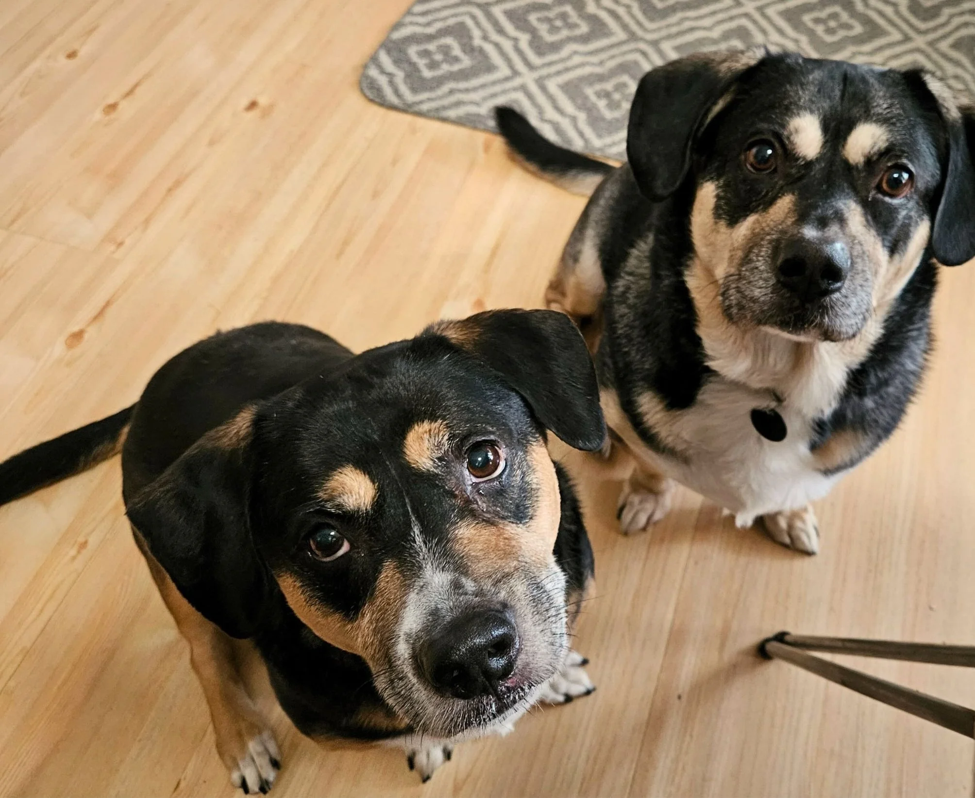 12 Questions every animal lover should ask their pets — Intuitive ...