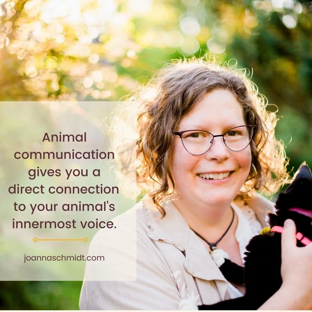 Animal communication or intuitive reading - which is right for you ...