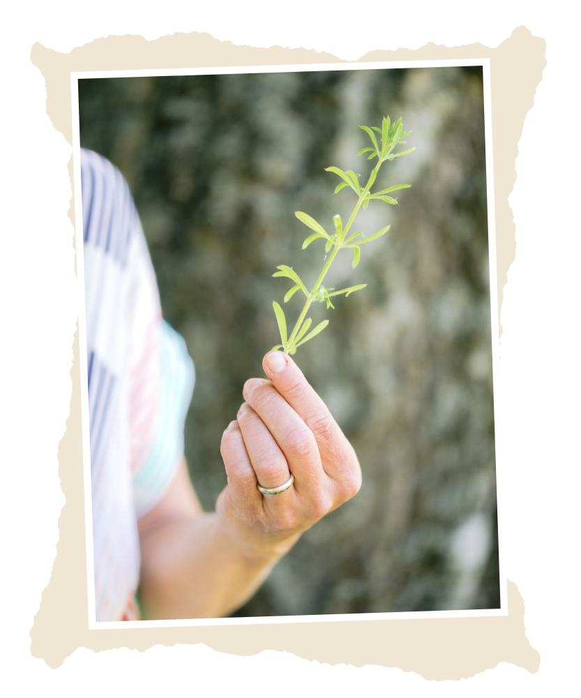 Naturopathic Doctor Bellingham — Journey Home Healing