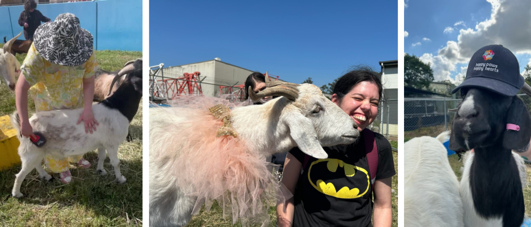 Goating Around at Wacol: A unique experience for participants ...