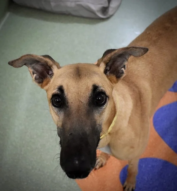 Gru’s Journey: From RSPCA Mackay to RSPCA Wacol — HappyPawsHappyHearts