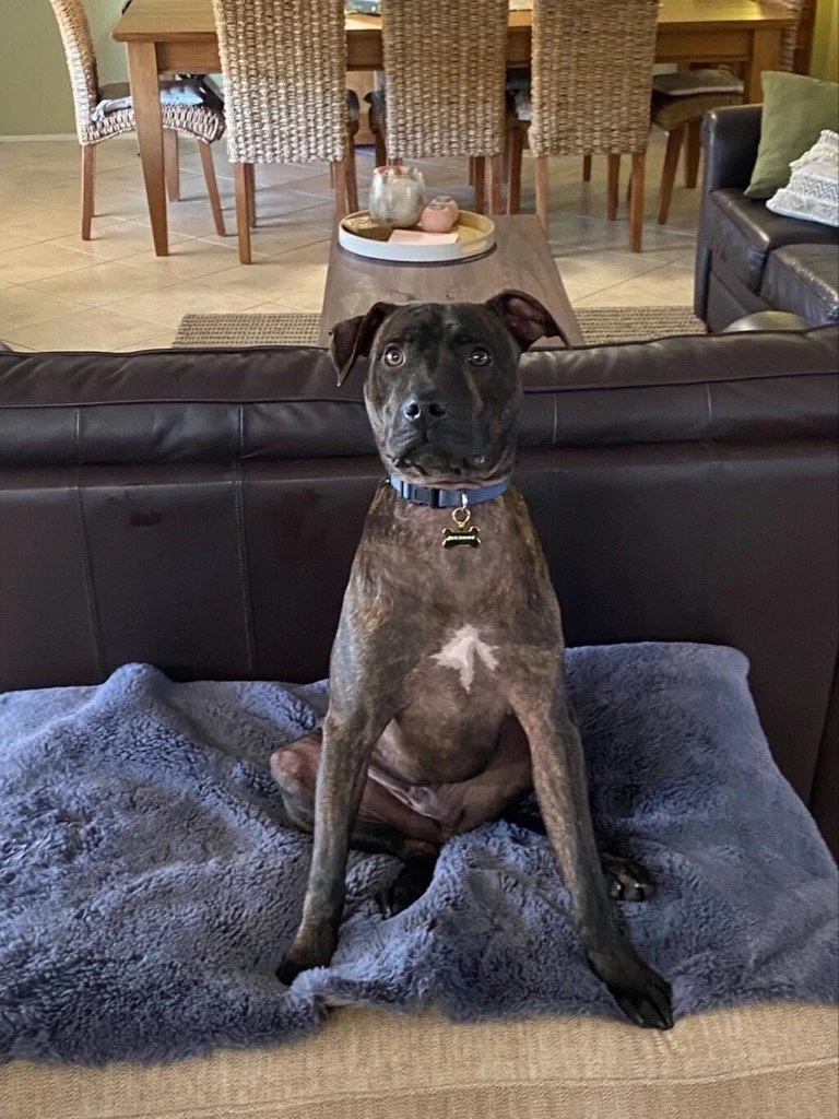 How writing a resume helped this puppy find his forever home ...