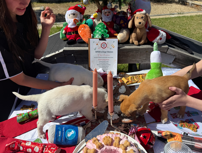 Holiday Hearts & Wagging Tails: Preparing Christmas Joy for Rescue Dogs ...