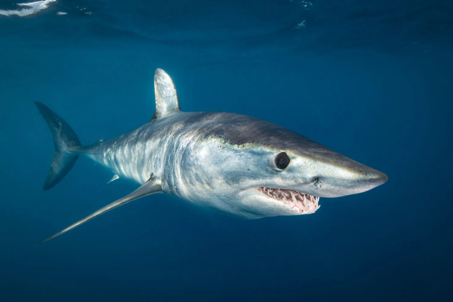 Sharks Of The United Kingdom — SEPE Diving