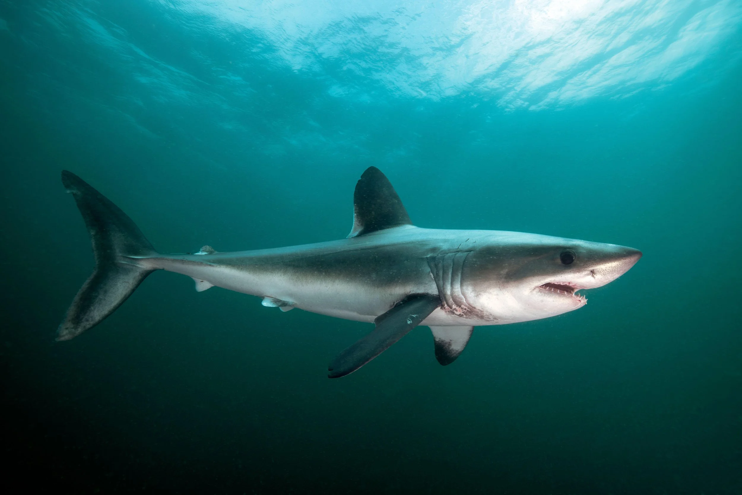 Sharks Of The United Kingdom — SEPE Diving