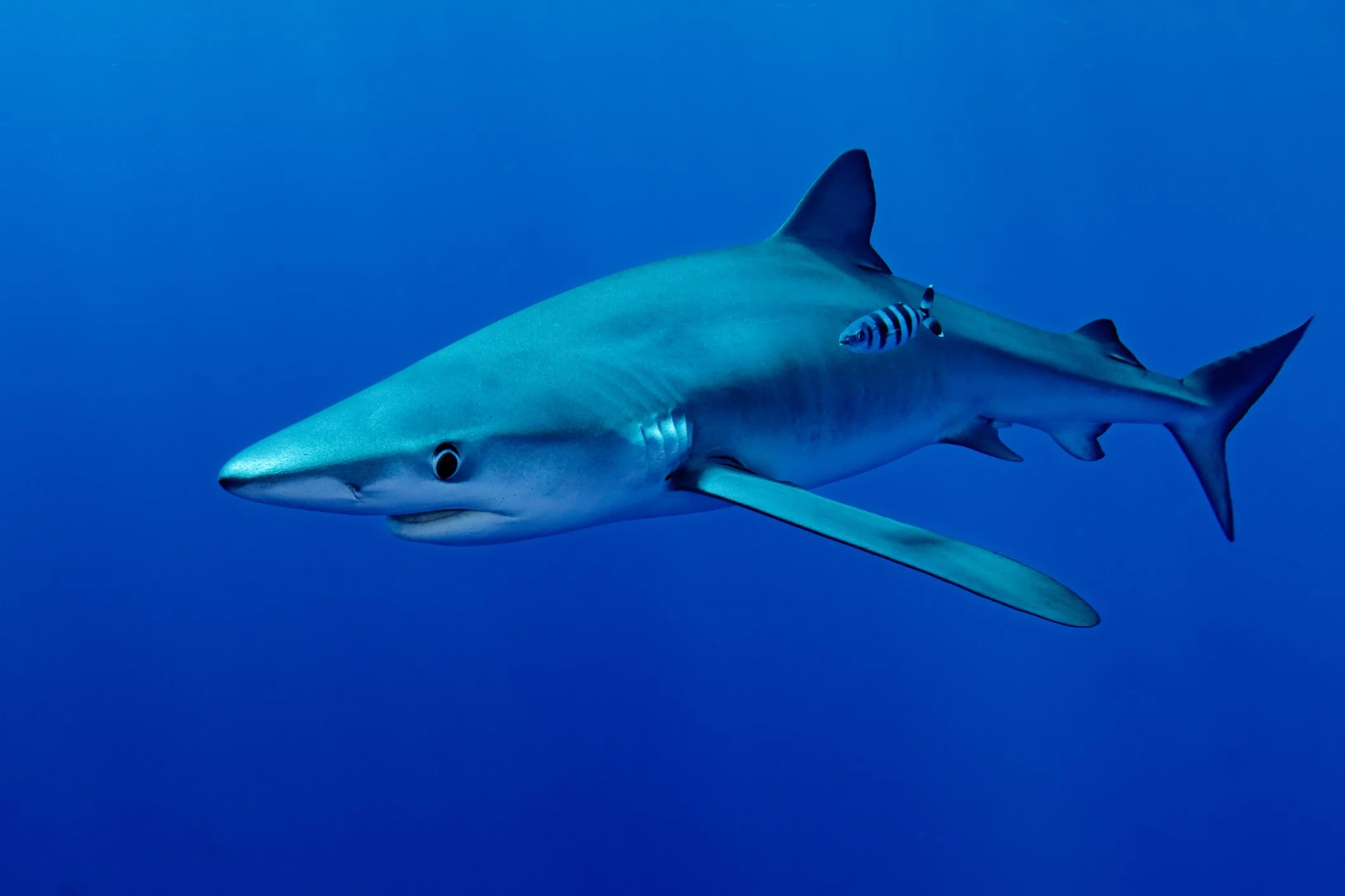 Sharks Of The United Kingdom — SEPE Diving