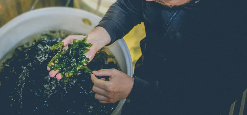 PBR's | Modular, Scalable, Stable, Controled & User Friendly | Pure Algae