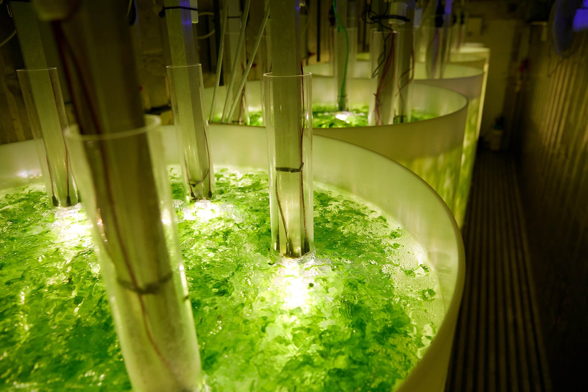 Land-based seaweed cultivation lab | Pure Algae