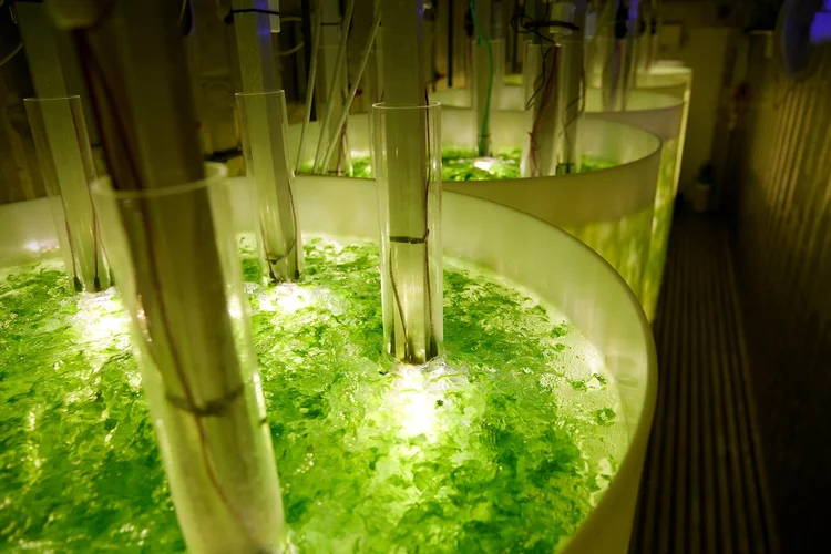 PBR's | Modular, Scalable, Stable, Controled & User Friendly | Pure Algae