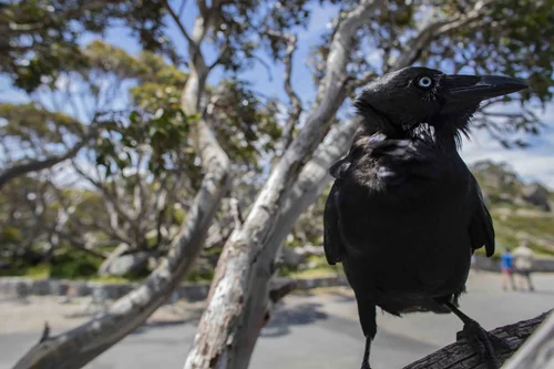 Ngarigo Nation Indigenous Corporation Inc