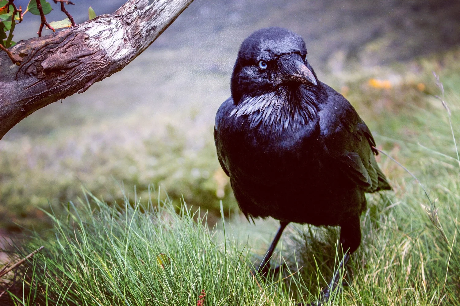 Culture Experience — Ngarigo Nation Indigenous Corporation Inc