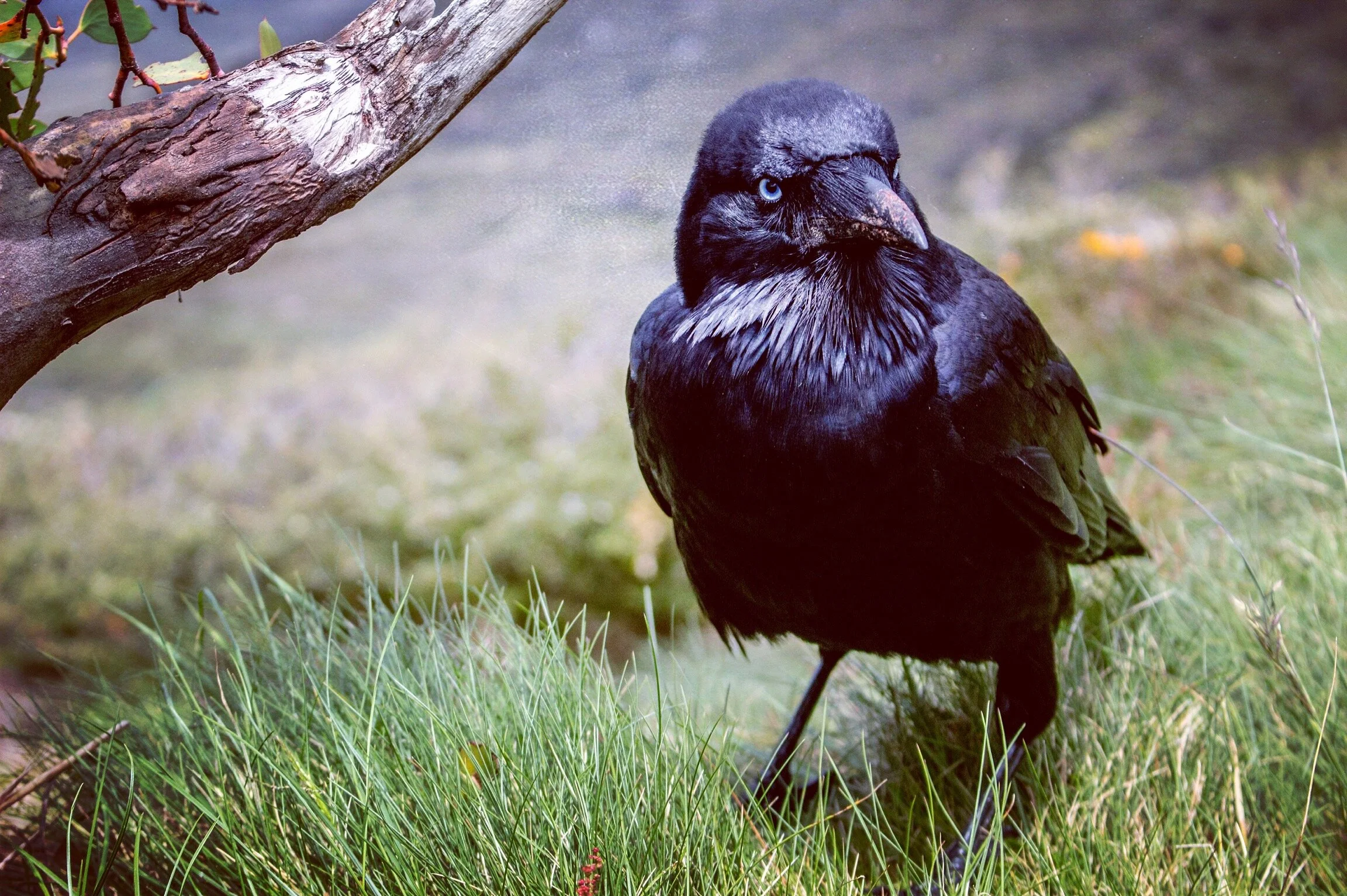 Ngarigo Nation Indigenous Corporation Inc