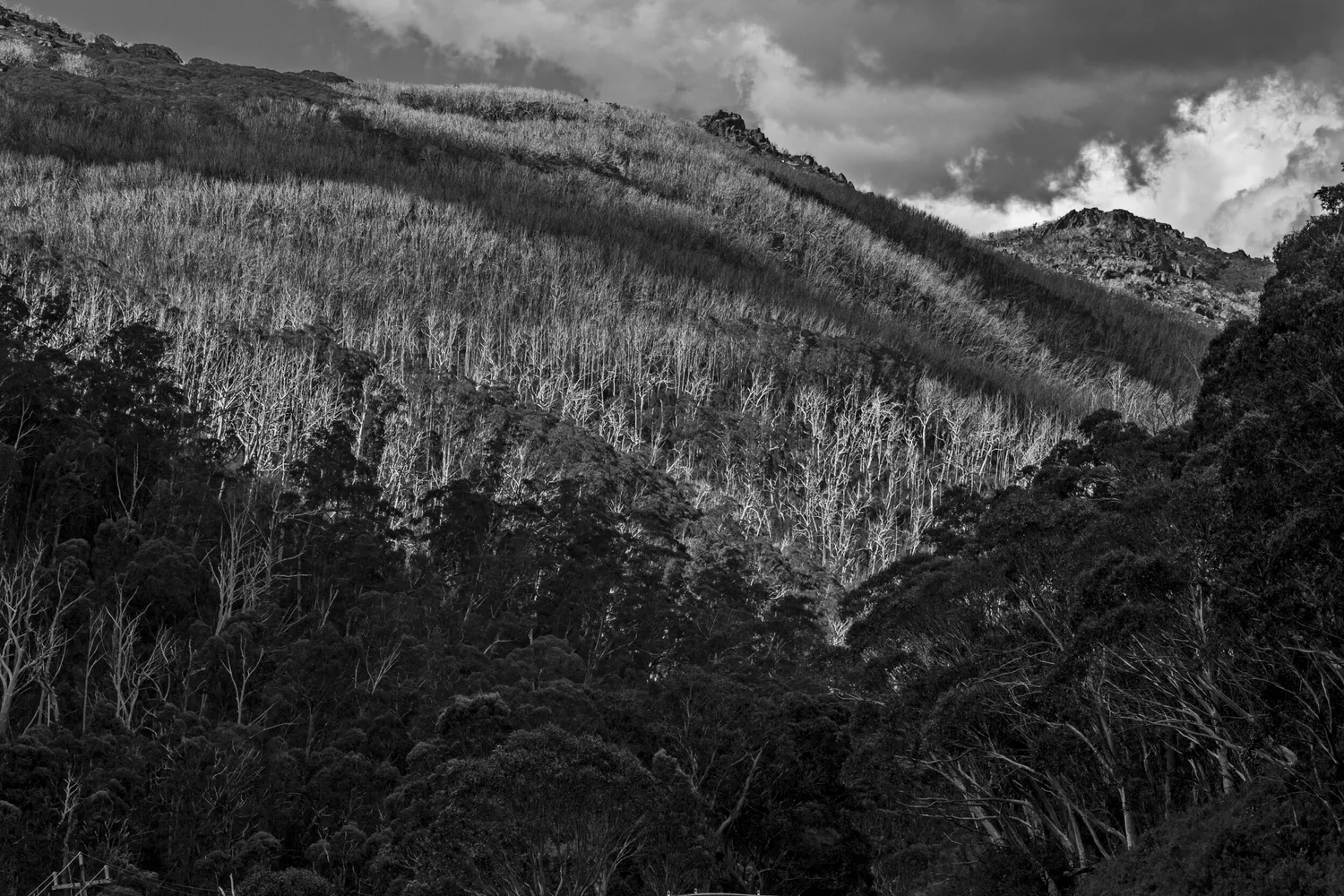 Ngarigo Off Country — Ngarigo Nation Indigenous Corporation Inc