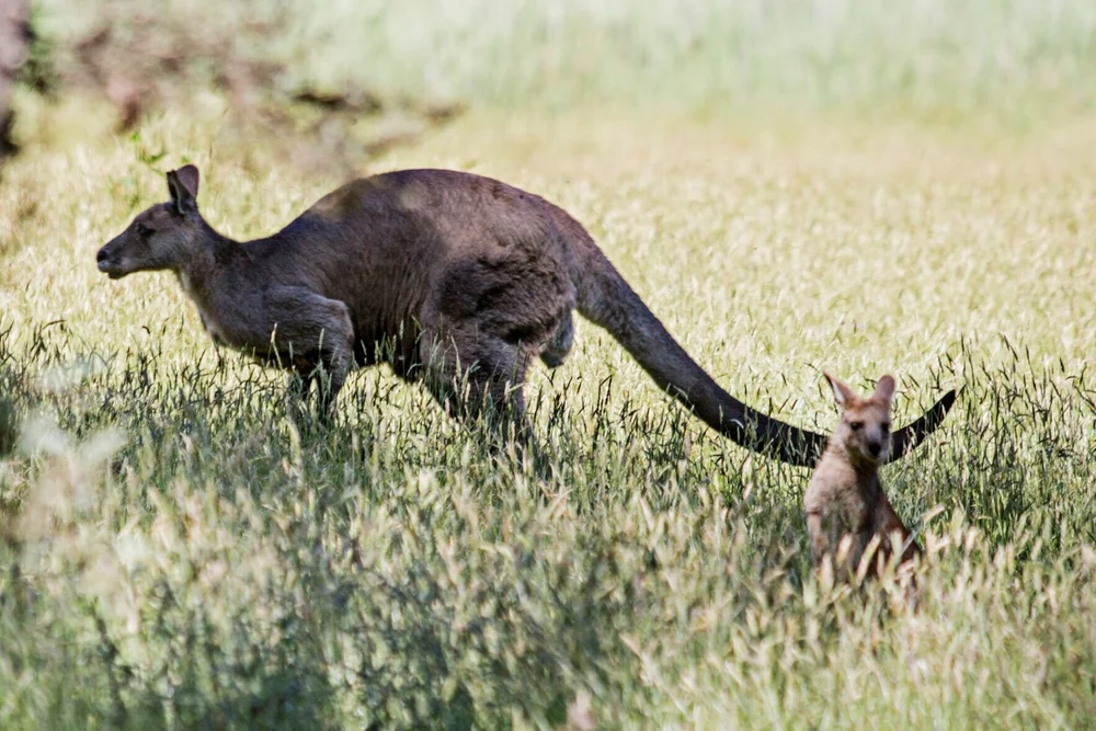 Our Stories — Ngarigo Nation Indigenous Corporation Inc