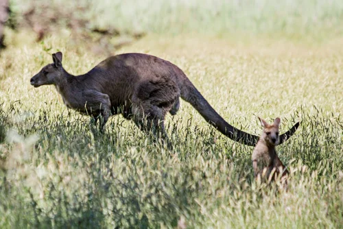 Our Stories — Ngarigo Nation Indigenous Corporation Inc