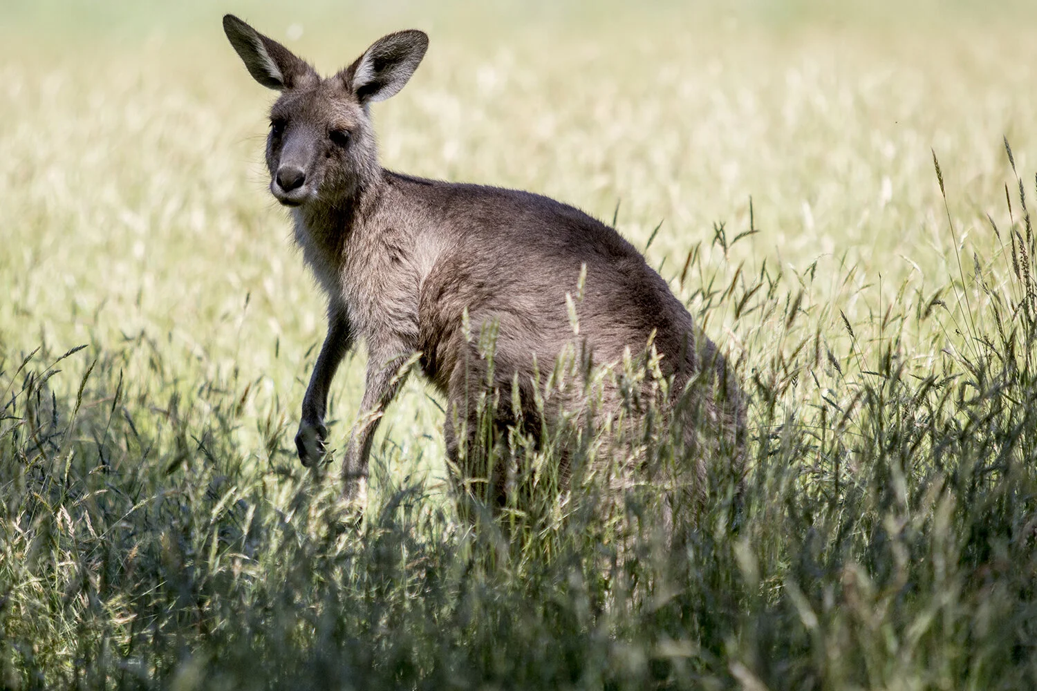 Training Experience — Ngarigo Nation Indigenous Corporation Inc