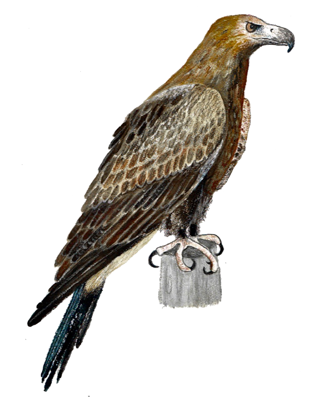 Our Directors — Ngarigo Nation Indigenous Corporation Inc