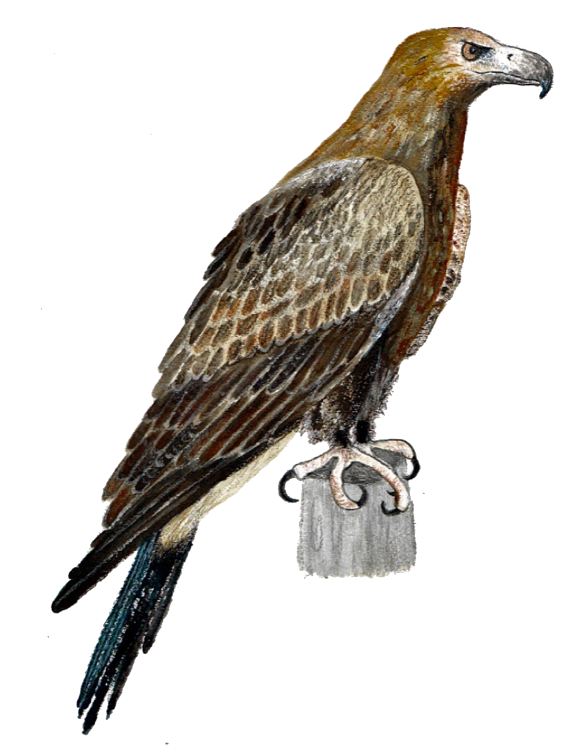 Ngarigo Nation Indigenous Corporation Inc