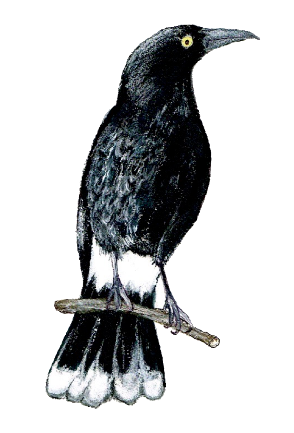 Our Directors — Ngarigo Nation Indigenous Corporation Inc