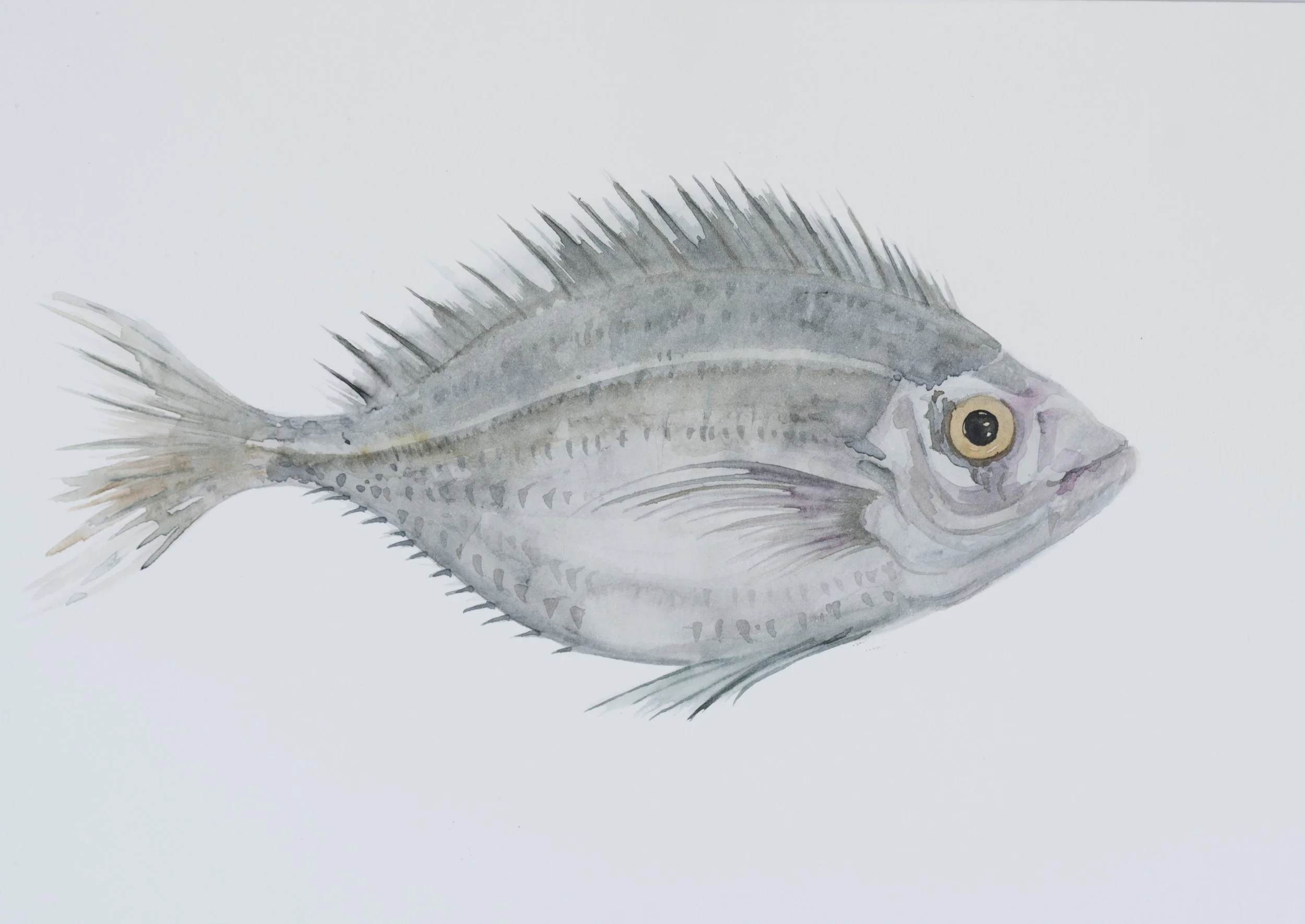 CORNISH BREAM print A6 cards and prints — FIONA CHIVERS ART